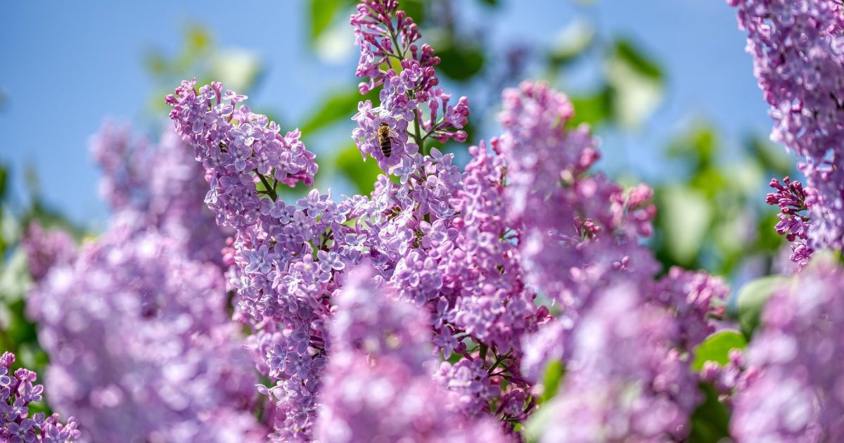 15 iconic flowers of France: where and when to see them