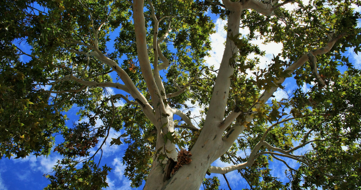 Trees of Liberty: living symbols of the French Revolution