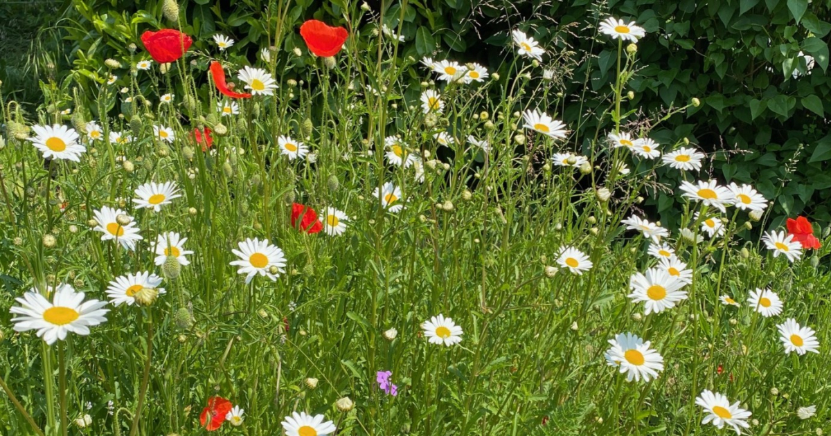Blumen aus Lothringen für meinen Garten