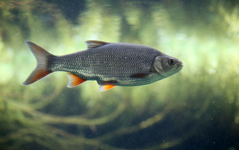 Pourquoi on dit frais comme un gardon